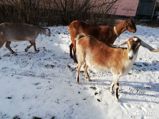 Англо нубийские козы