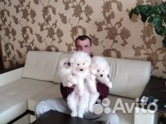 Самые красивые щенки самоедской собаки