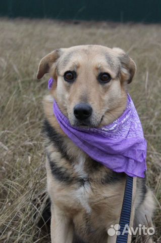 Робкая девочка ищет дом