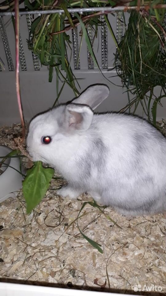 Кролик декоративный карликовый
