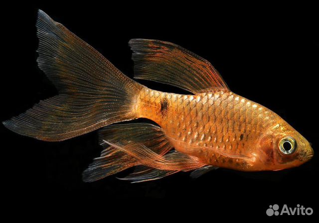 Золотые вуалевые барбусы
