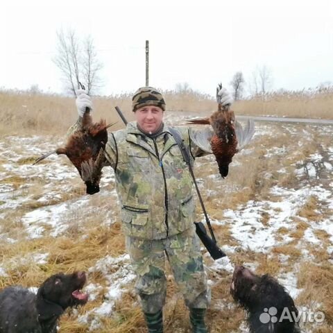 Собака дратхаар