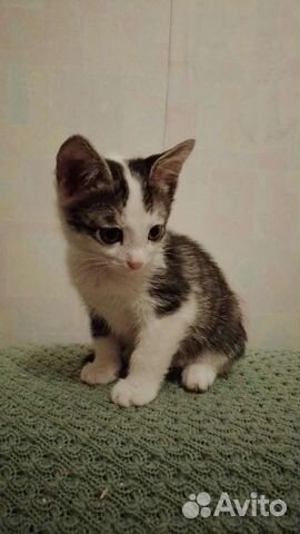 Лучик ищет дом