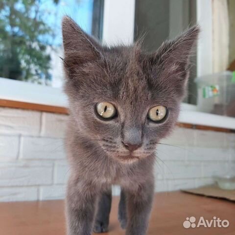 Кот русская голубая