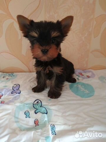 Щеночки йоркширского терьера