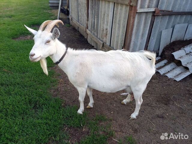 Козы дойные