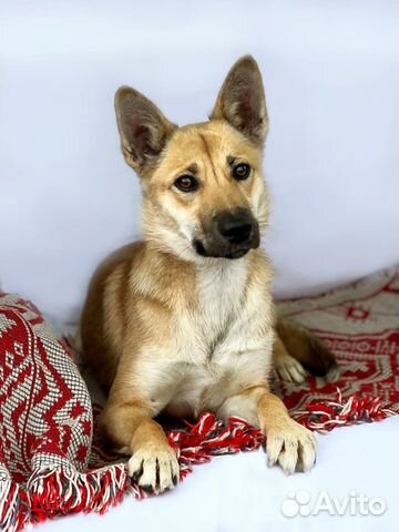 Муха мини лайка 15 кг, 1 год, супер ласковая