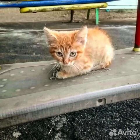 Котята в добрые руки бесплатно рыжий