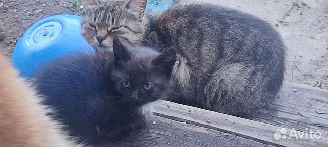 Котята с фермы