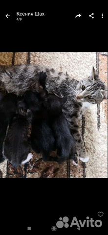 Котята от бенгальской мамы, чёрные