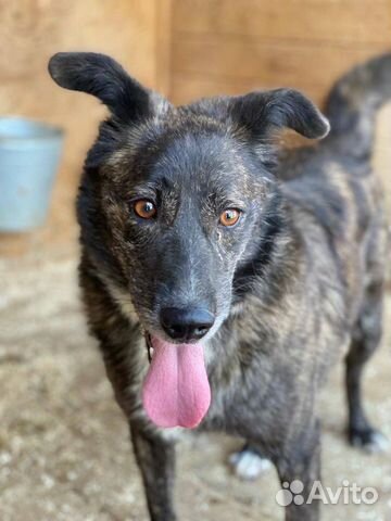 Пес ищет дом