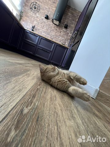 Продам кота
