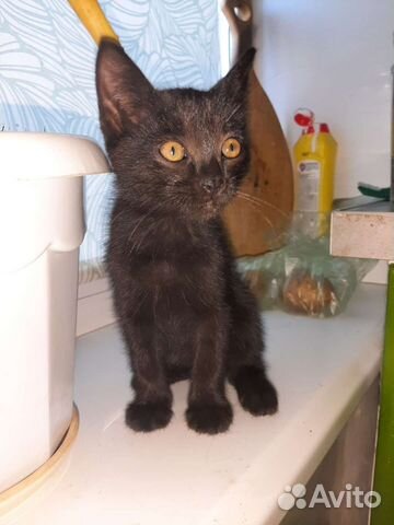 Кошка пантера