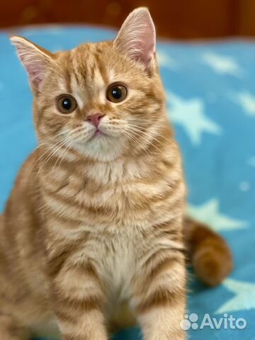 Шотландский котенок. Маленькая тигрица