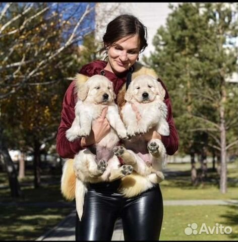 Золотистый ретривер