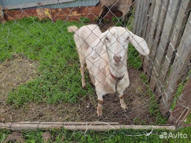 Нубийские козы