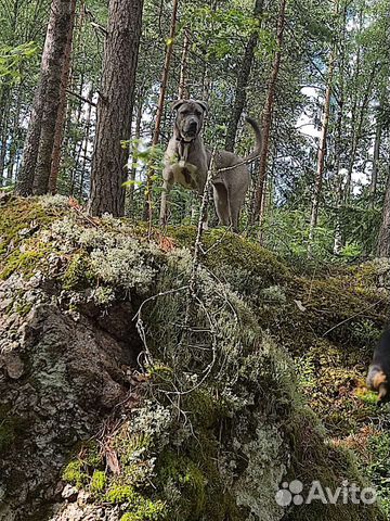 Кане Корса собака