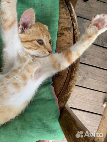 Смелый и ласковый крысолов