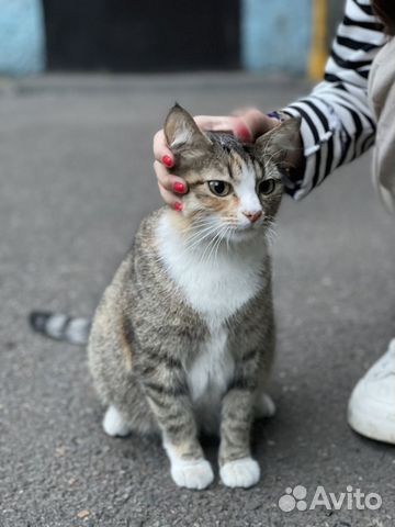 Беременная кошка