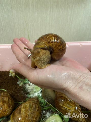 Улитки в дар