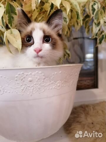 Котенок Панда