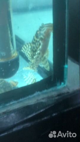 Продам сома L 333