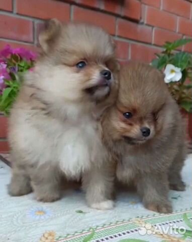 Померанский шпиц медвежьего типа