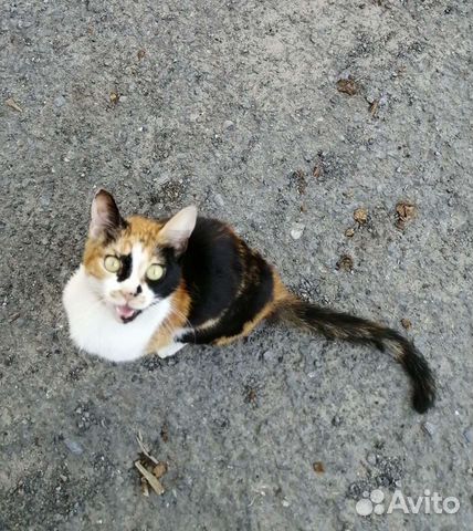 Кошка потеряшка ищет хозвйку