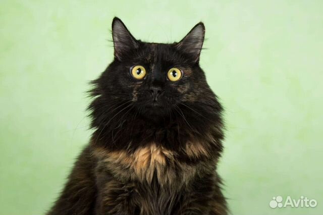 Кошка пушистая черепаховая в дар