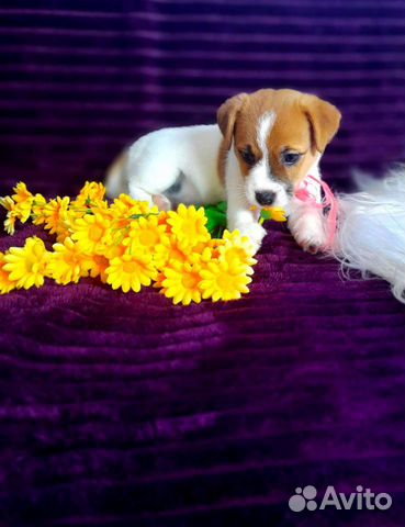 Шикарная девочка