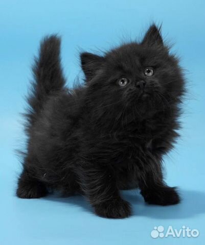 Кошка сибирская девочка 2 мес