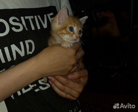Котенок мальчик в добрые руки