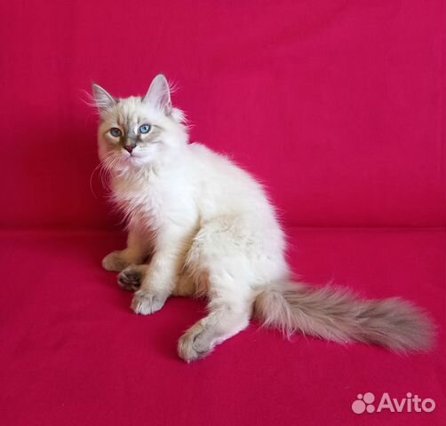 Невский маскарадный котенок мальчик