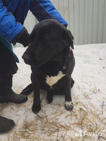 Лобрадор девочка