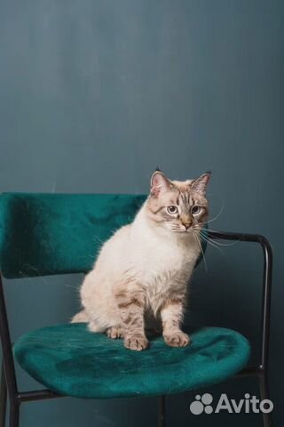 Котик в поисках дома