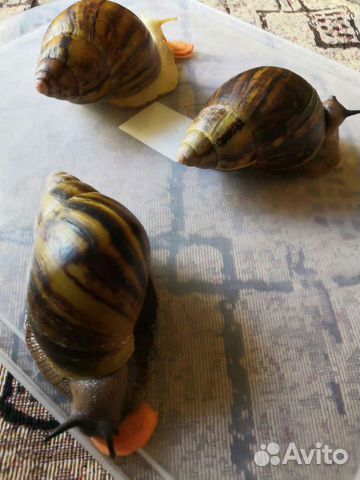 Улитки архахатины