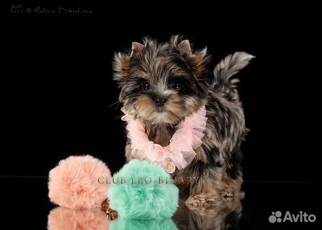 Щенок цветного йорка