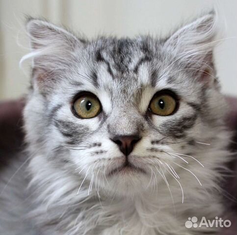 Котик в добрые руки