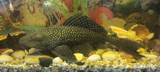 Сом прилипала