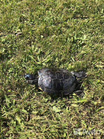 Черепаха
