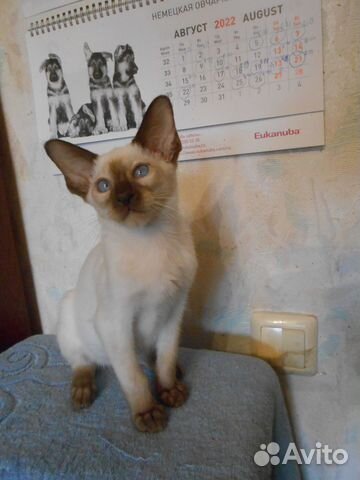 Котик сиамский