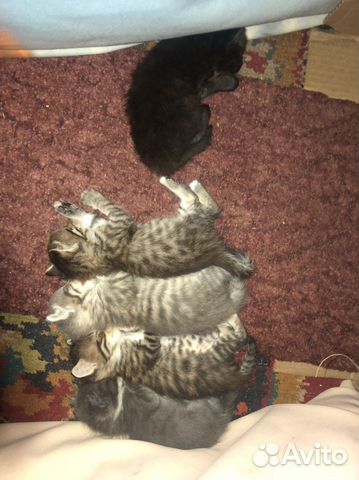 Котята из Сочи