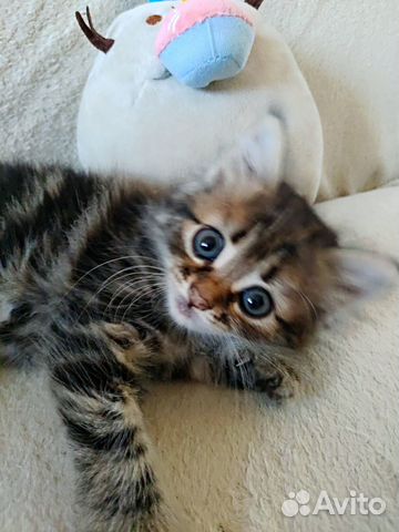 Котята в добрые руки бесплатно