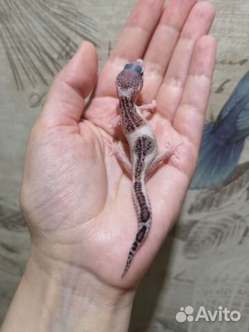Эублефар Mack snow Eclipse het Rainwater albino