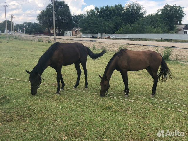 Продается жеребчик и жерёбая кабыла