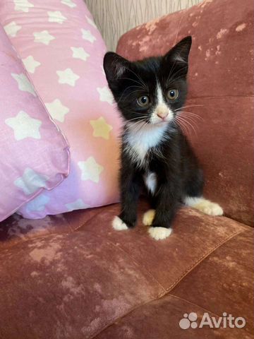 Кошечка Кнопочка