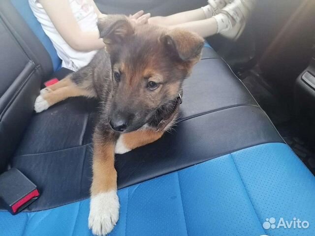 Щенок в добрые руки