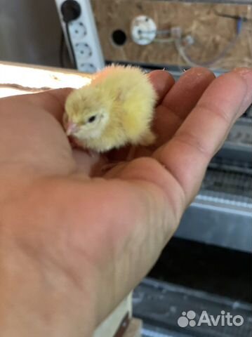 Перепелята