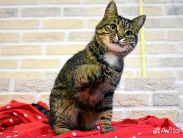 Кошечка в добрые руки