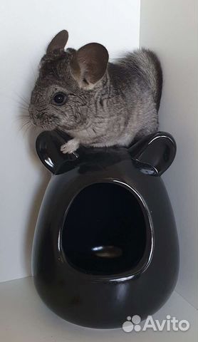 Шиншилленок мальчик стандарт 2 мес